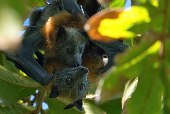 10 Things To Know About Flying Foxes - Housely