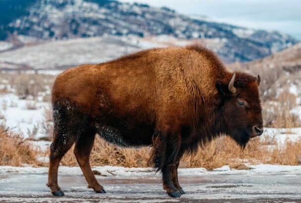 Meet The Wild Animals That Are Famous For Being Gentle And Kind - Housely