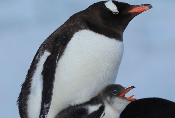 The 10 Strangest Tongues In The Animal Kingdom - Housely