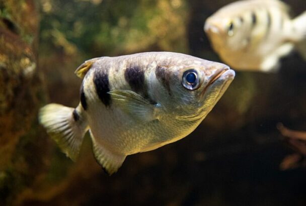 10 Amazing Creatures With Scales From Land And Sea - Housely