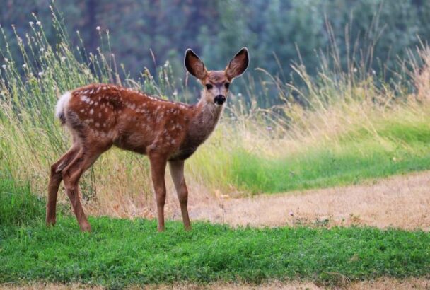 Meet The Wild Animals That Are Famous For Being Gentle And Kind - Housely