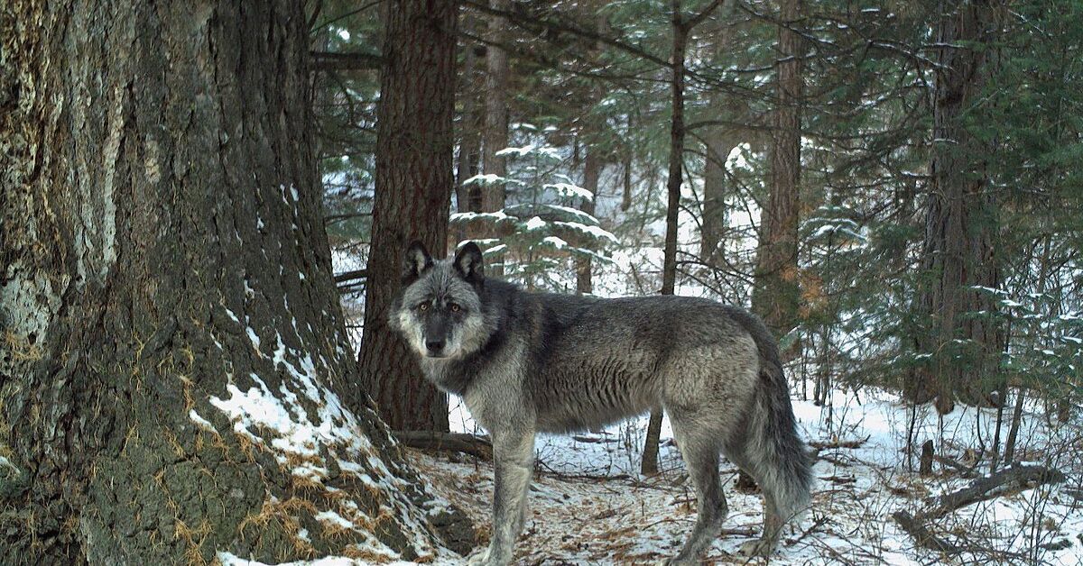 10 American States That Are Still Wolf Territory - Housely
