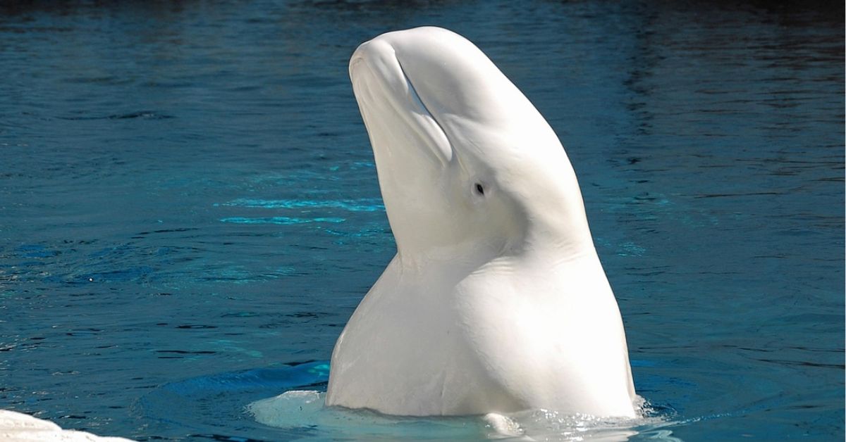 10 Times Animals Became Real-Life Heroes - Housely