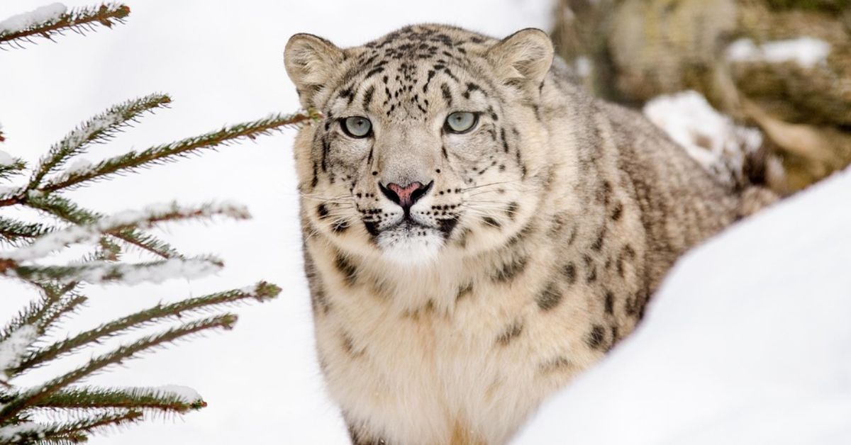 10 Things That Help Snow Leopards Outsmart The Cold - Housely
