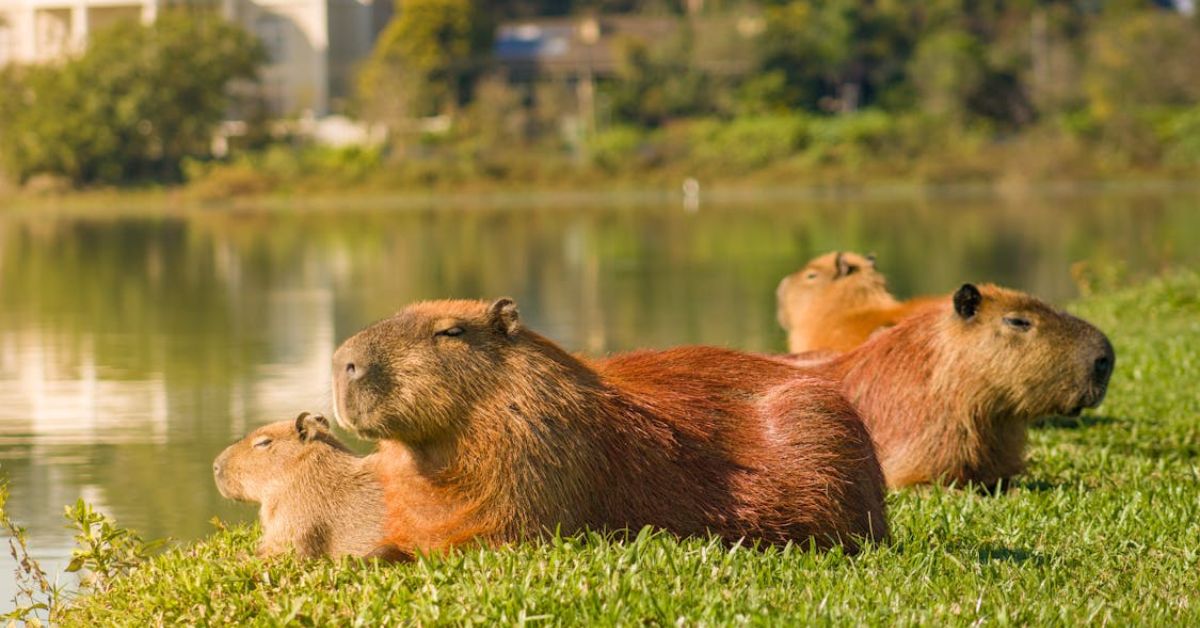 Meet The Wild Animals That Are Famous For Being Gentle And Kind - Housely