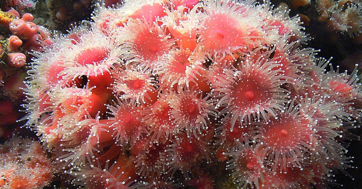 Mind-Blowing Creatures That Thrive Without a Brain - Housely