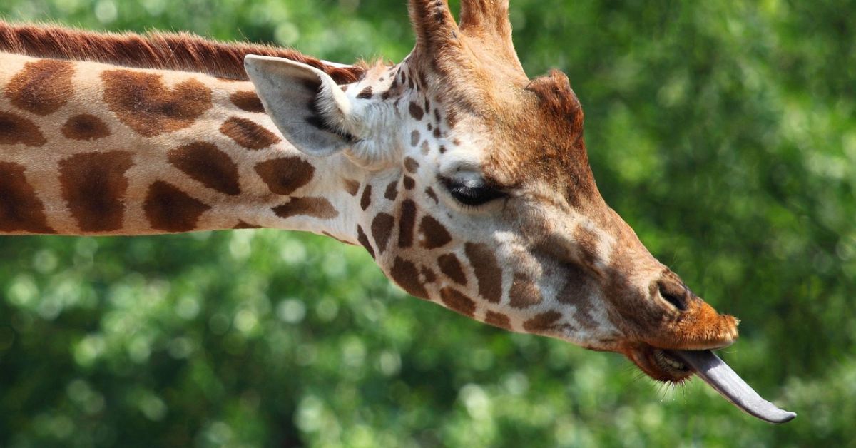 The 10 Strangest Tongues In The Animal Kingdom - Housely