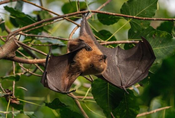 10 Things To Know About Flying Foxes - Housely