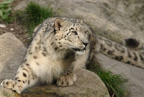 10 Things That Help Snow Leopards Outsmart The Cold - Housely