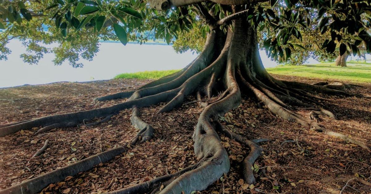 Fix Tree Root Problems Before They Wreck Your Lawn - Housely