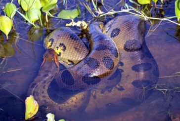 Northern Green Anaconda: Discovery And Facts - Housely