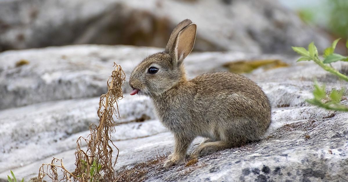 10 Invasive Species That Disrupt And Restore At The Same Time - Housely