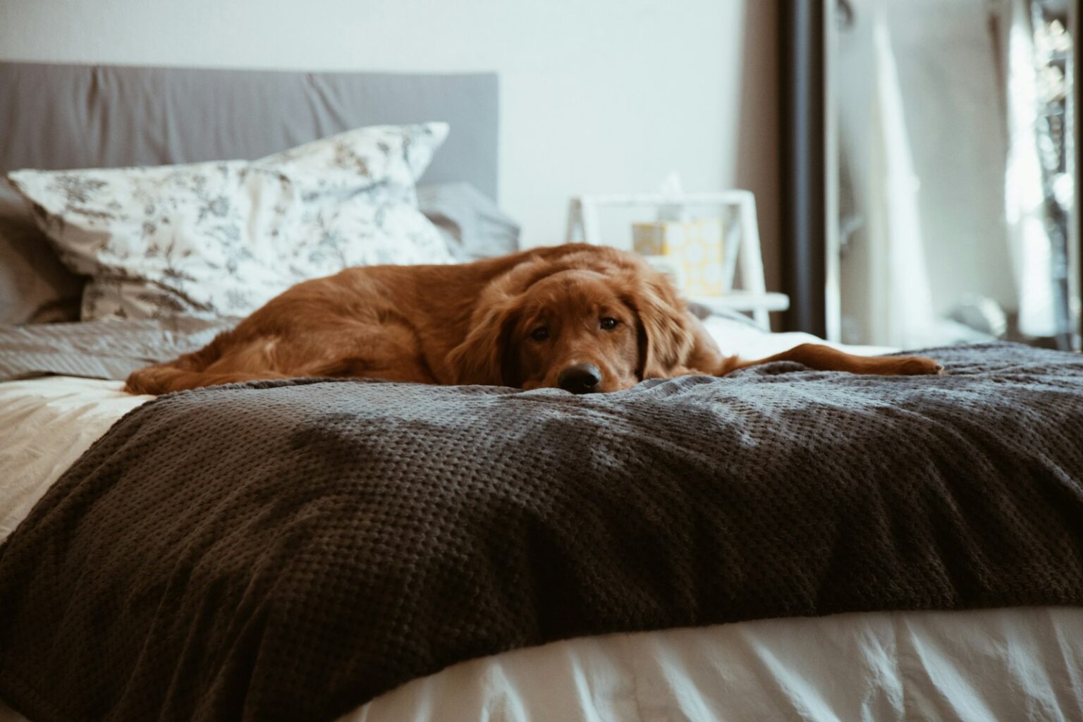 15 Signs Your Dog Is Miserable in Your Home - Housely