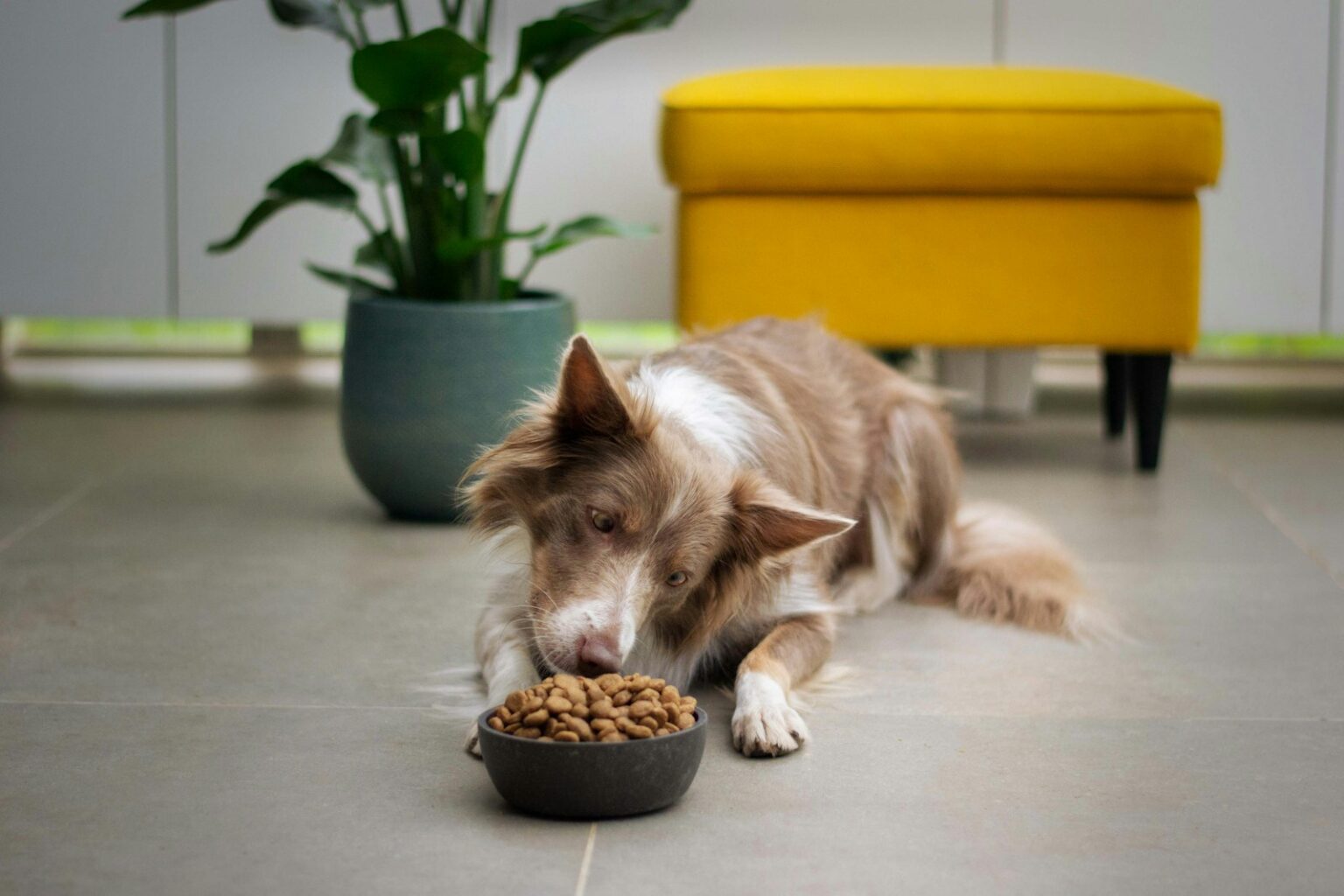 15 Signs Your Dog Is Miserable in Your Home - Housely