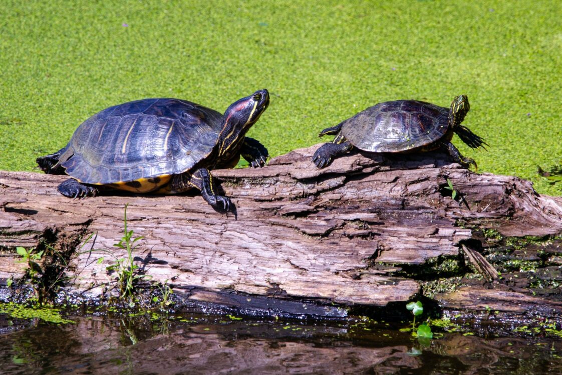 15 Animal Moments That Quietly Teach the Art of Slowing Down - Housely