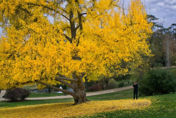 Nature’s Toughest Trees That Keep Thriving - Housely