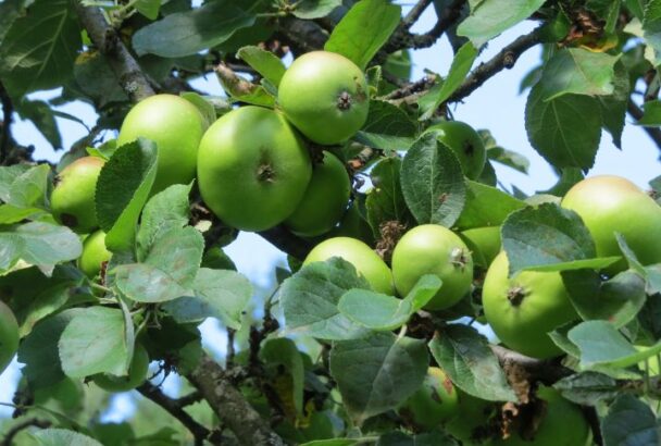 20 Popular Plants That Are Surprisingly Tricky To Start From Seed - Housely